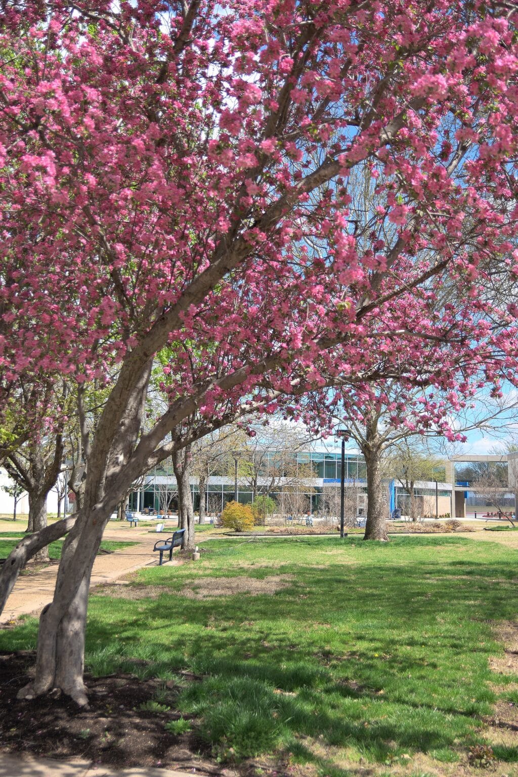 Health Sciences – Rose State College